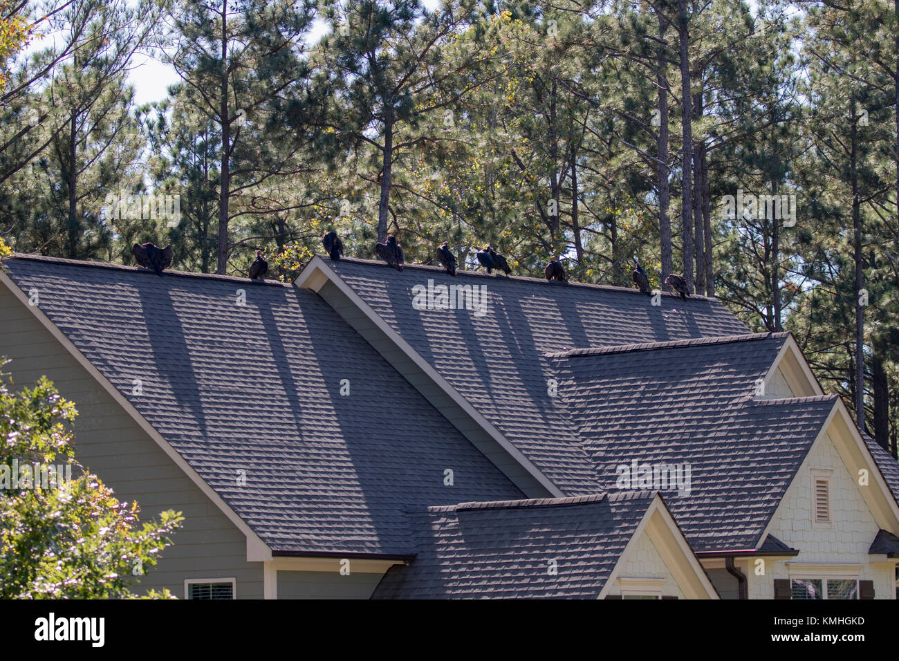 Preening buzzards hi-res stock photography and images - Alamy