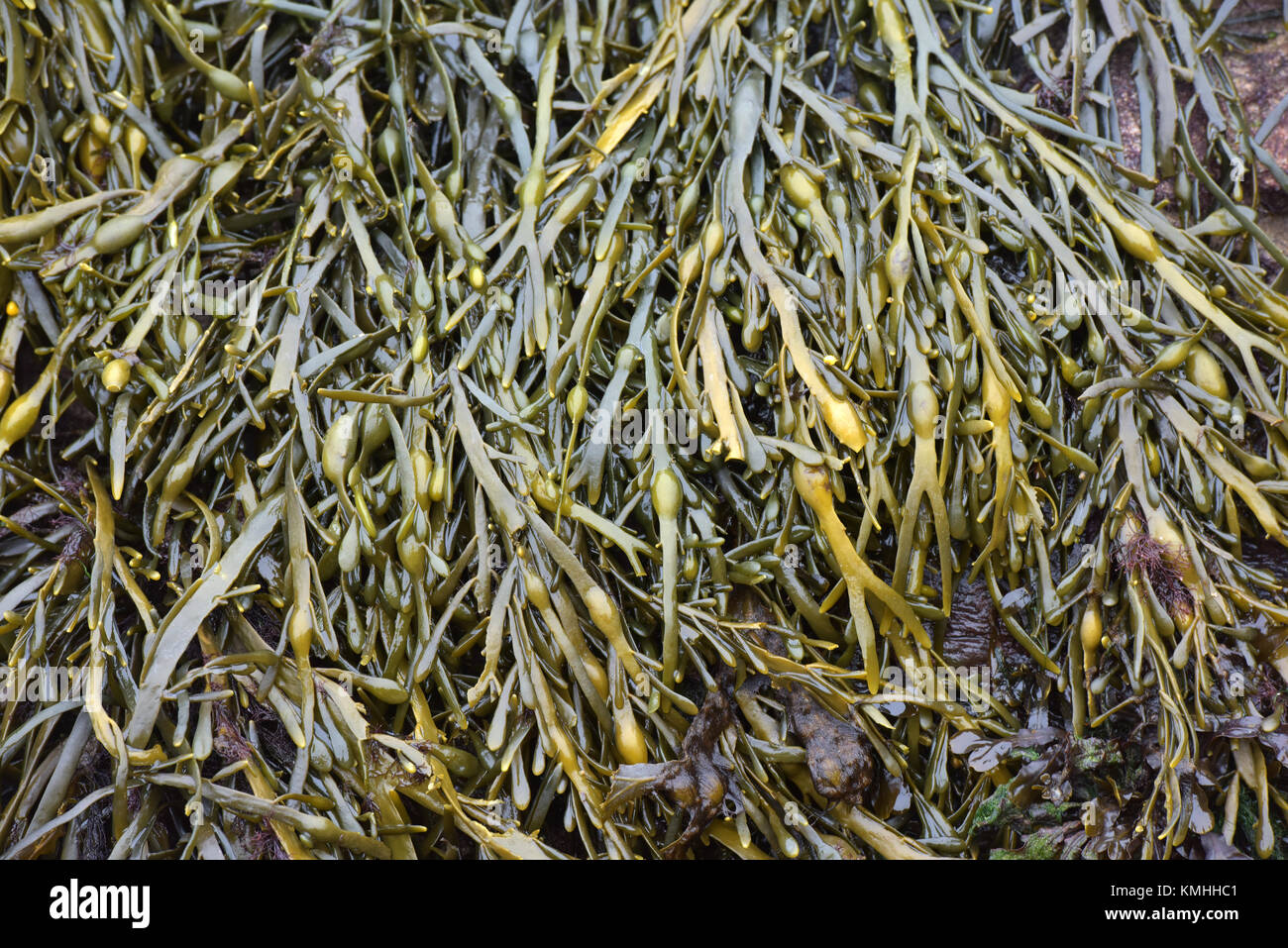 Bladderwrack Seaweed High Resolution Stock Photography and Images - Alamy