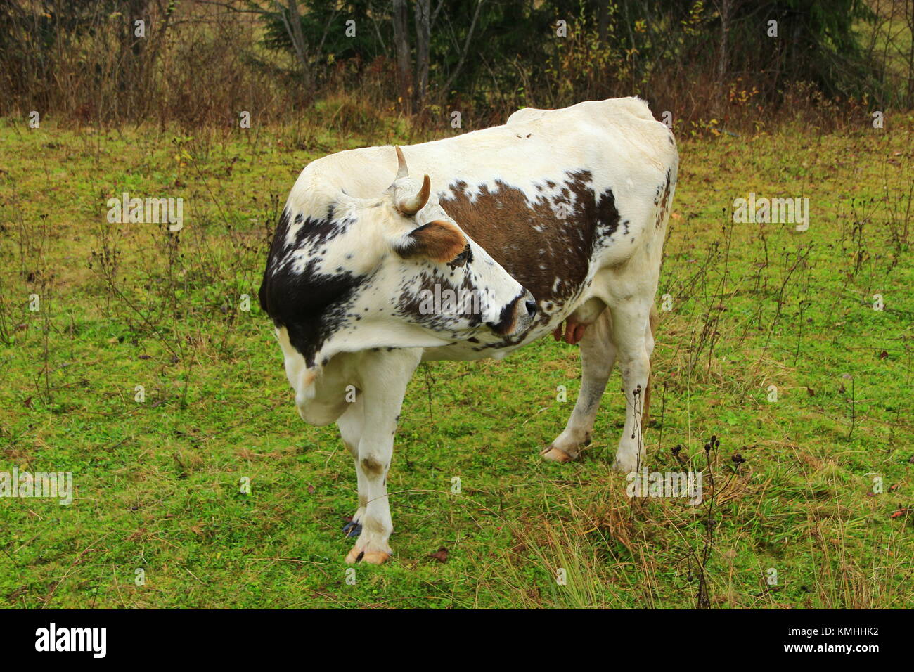 Black cow with white spots hi-res stock photography and images - Alamy