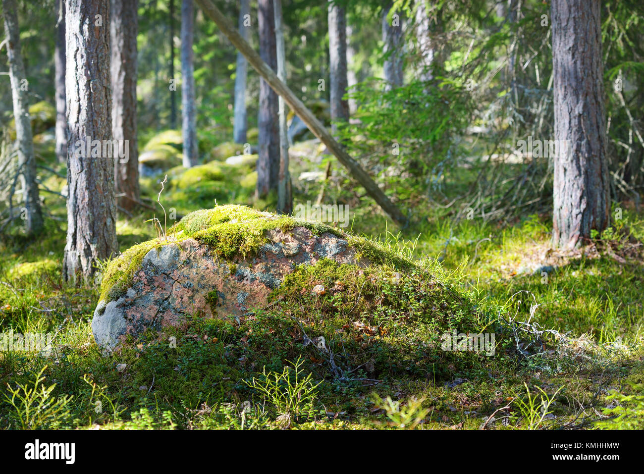 Aspen forest in the early spring in Estonia Stock Photo - Alamy