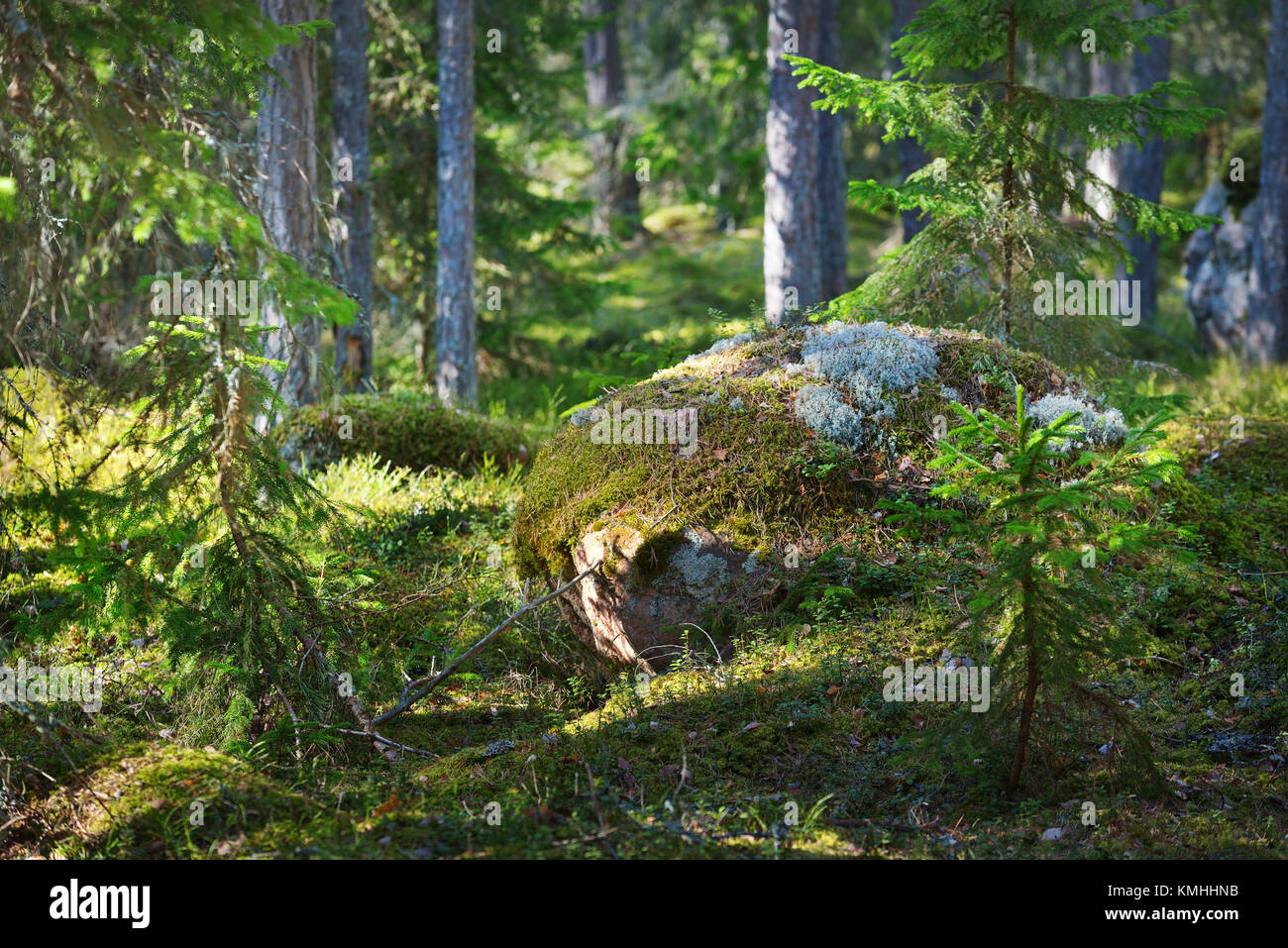 Aspen forest in the early spring in Estonia Stock Photo - Alamy