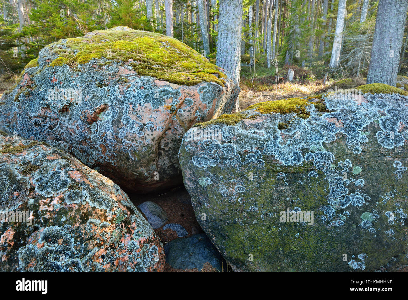 Aspen forest in the early spring in Estonia Stock Photo - Alamy