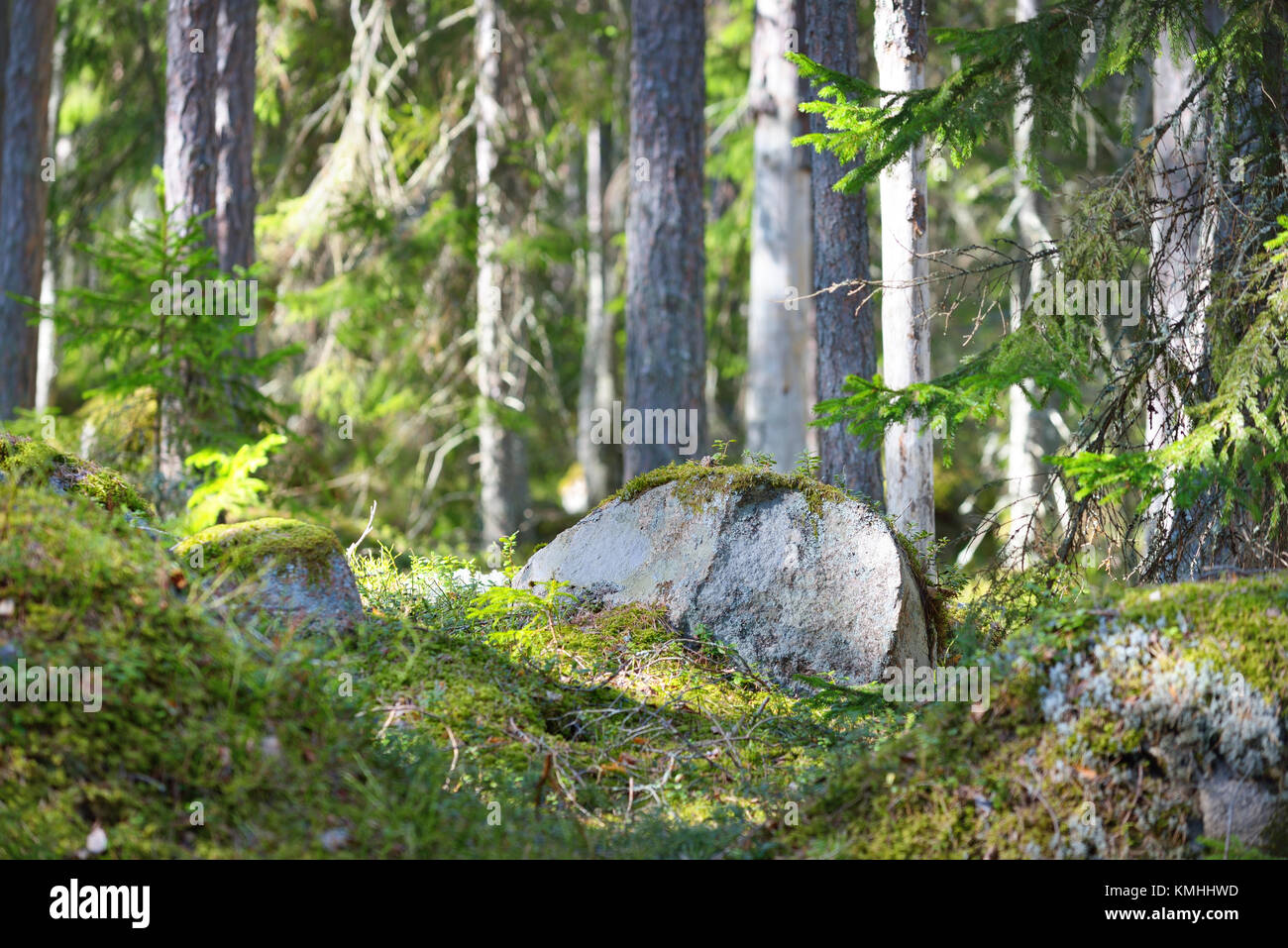 Aspen forest in the early spring in Estonia Stock Photo - Alamy