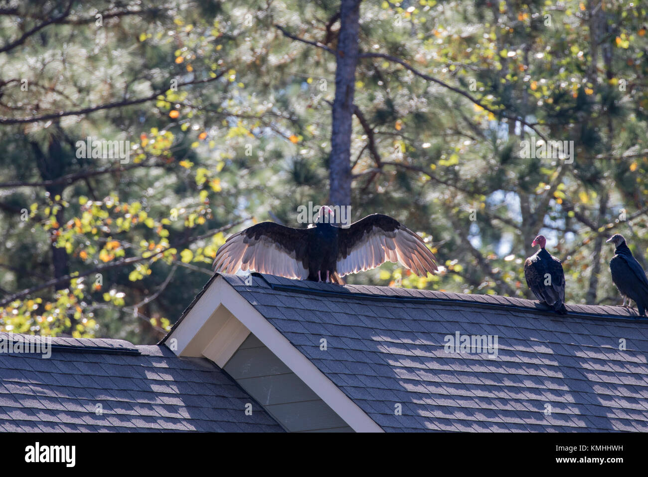 Turkey buzzards sunning and preening themselves on the roofline of a ...