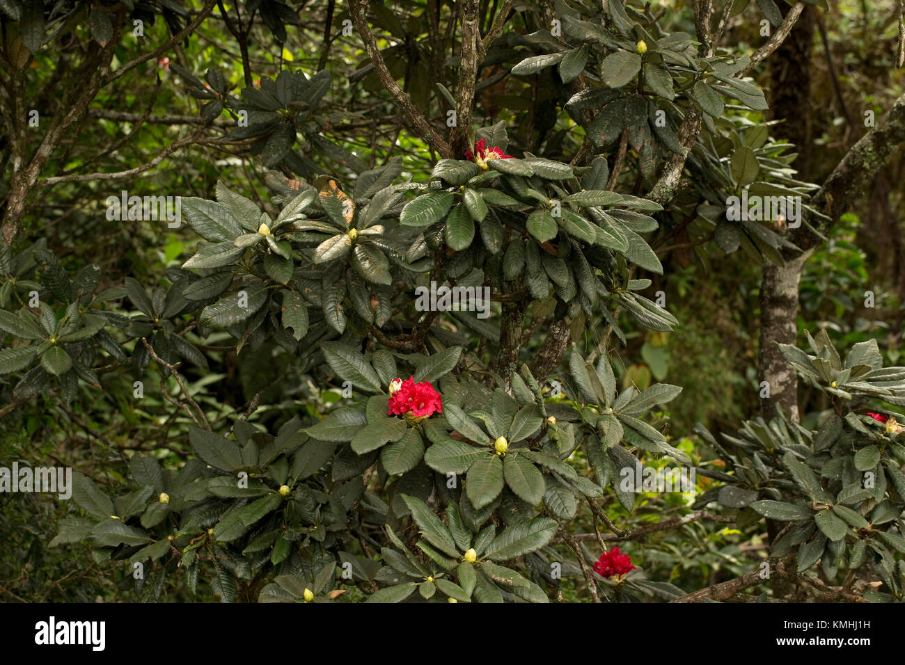 Rhododendron species (Rhododendron arboreum zeylanicum Stock Photo - Alamy