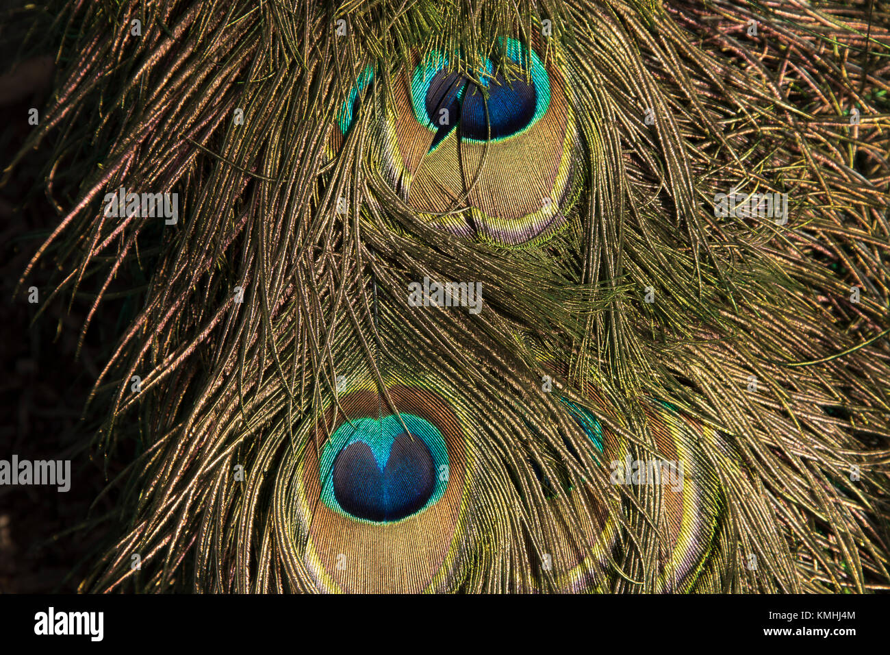 Close Up of Peacock Feather Stock Photo - Alamy
