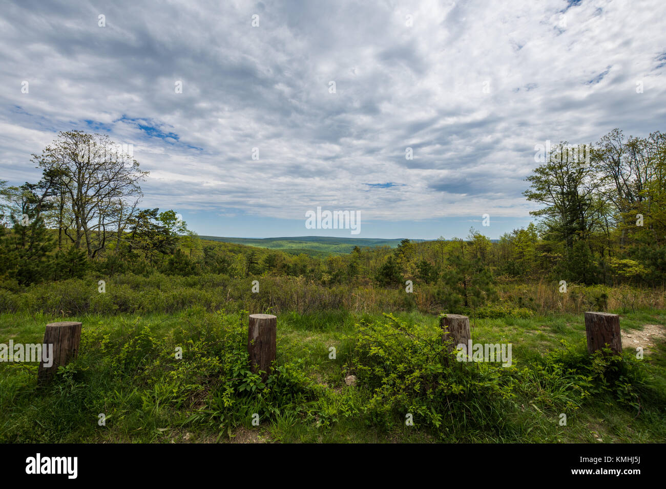 Landscape of The area around Long Pine Reservoir in Michaux State ...