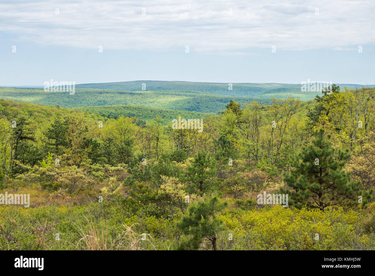 Landscape of The area around Long Pine Reservoir in Michaux State ...