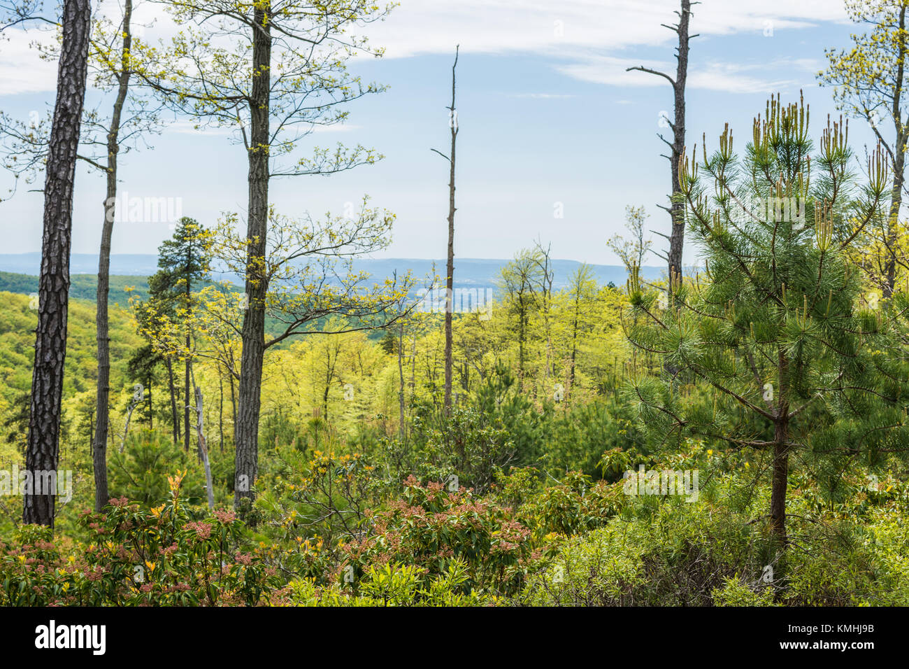 Landscape of The area around Long Pine Reservoir in Michaux State ...
