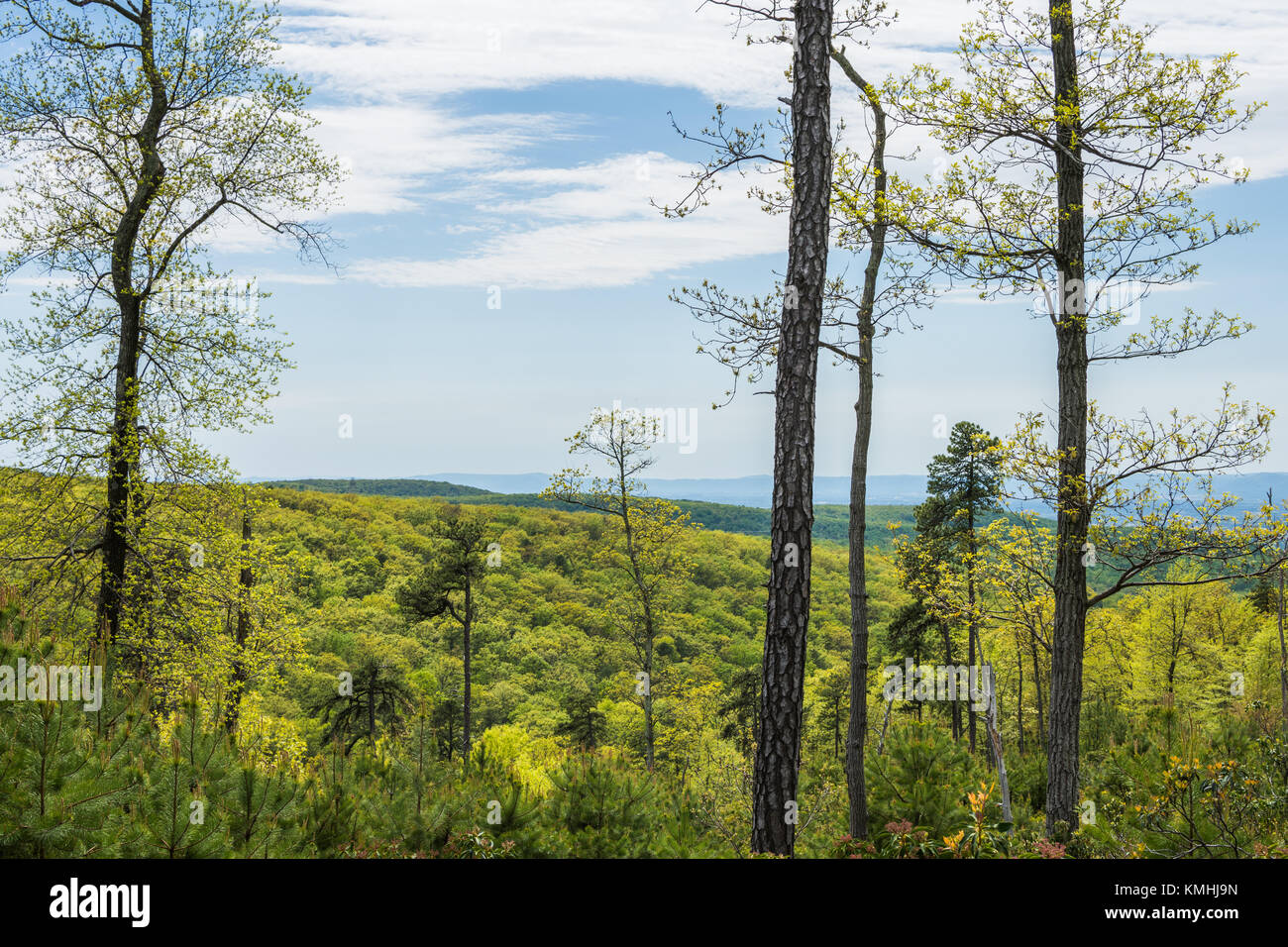 Landscape of The area around Long Pine Reservoir in Michaux State ...