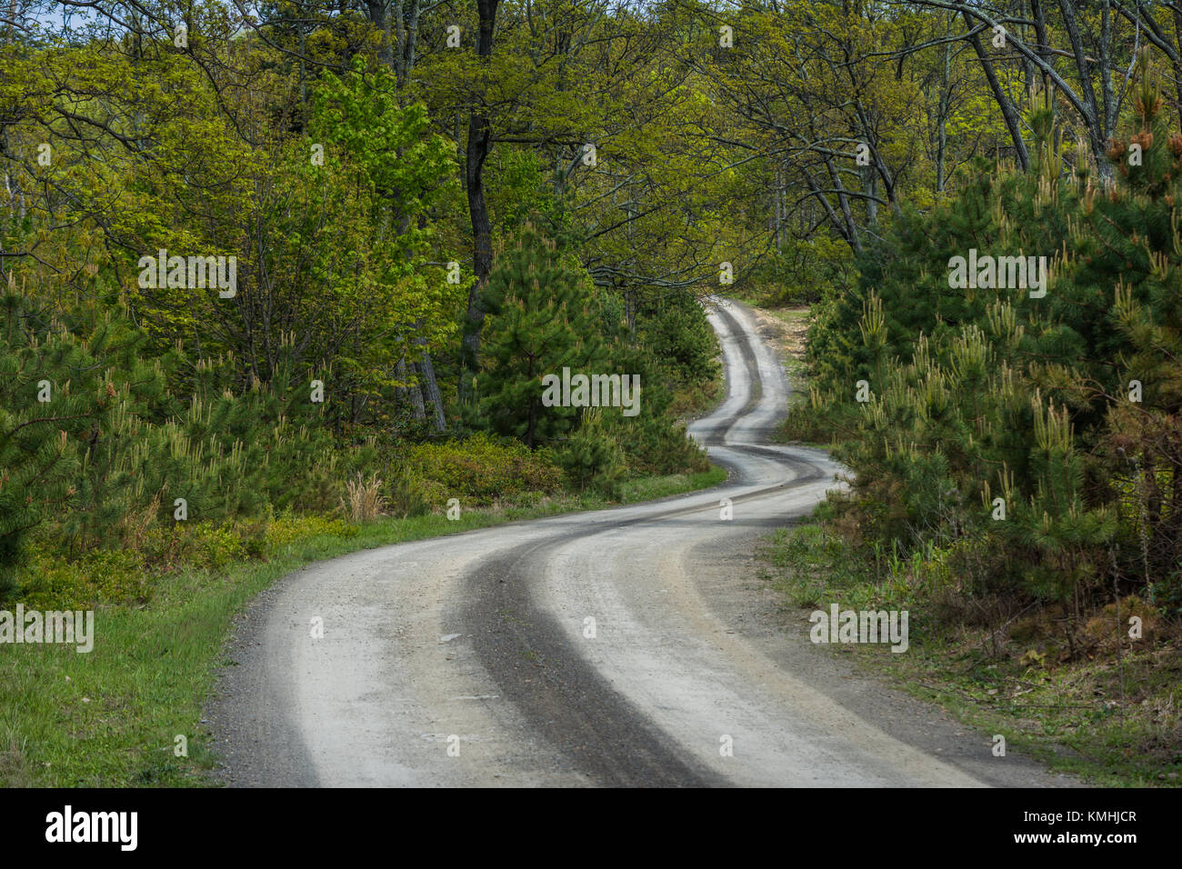 Landscape of The area around Long Pine Reservoir in Michaux State ...