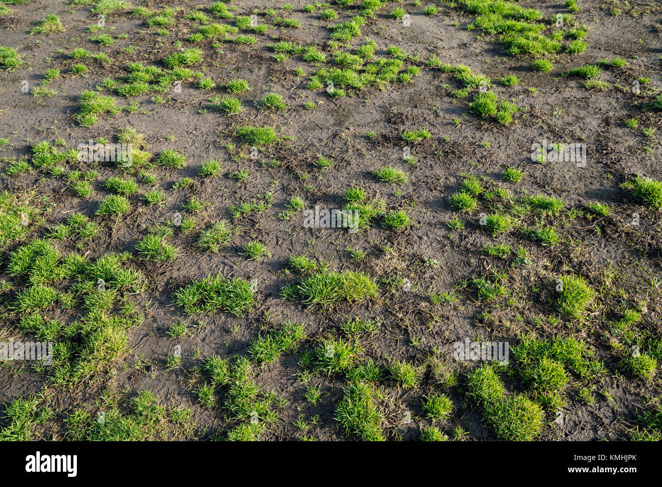 damaged lawn at a soccer field Stock Photo - Alamy
