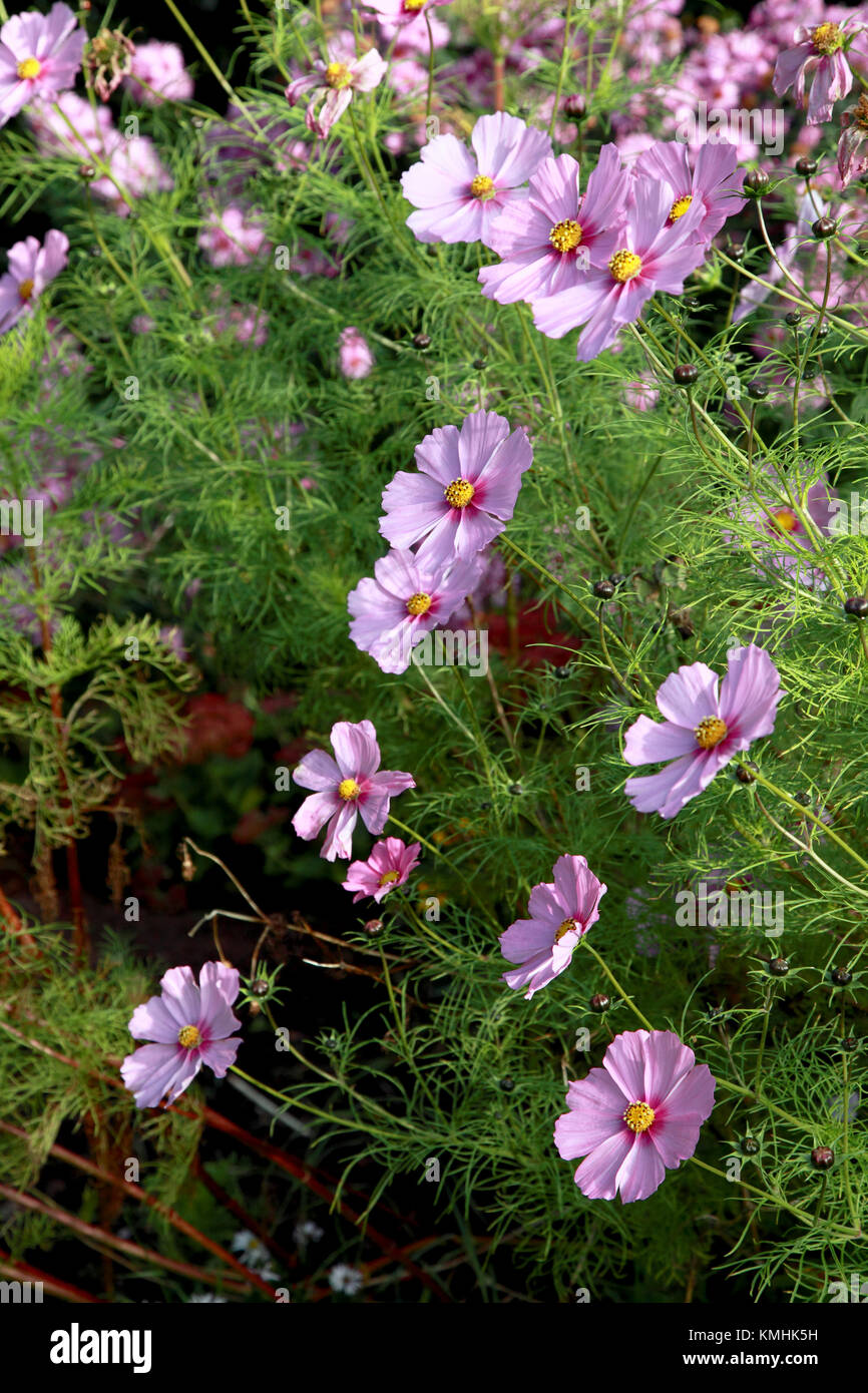 Tall pink cosmos hi-res stock photography and images - Alamy