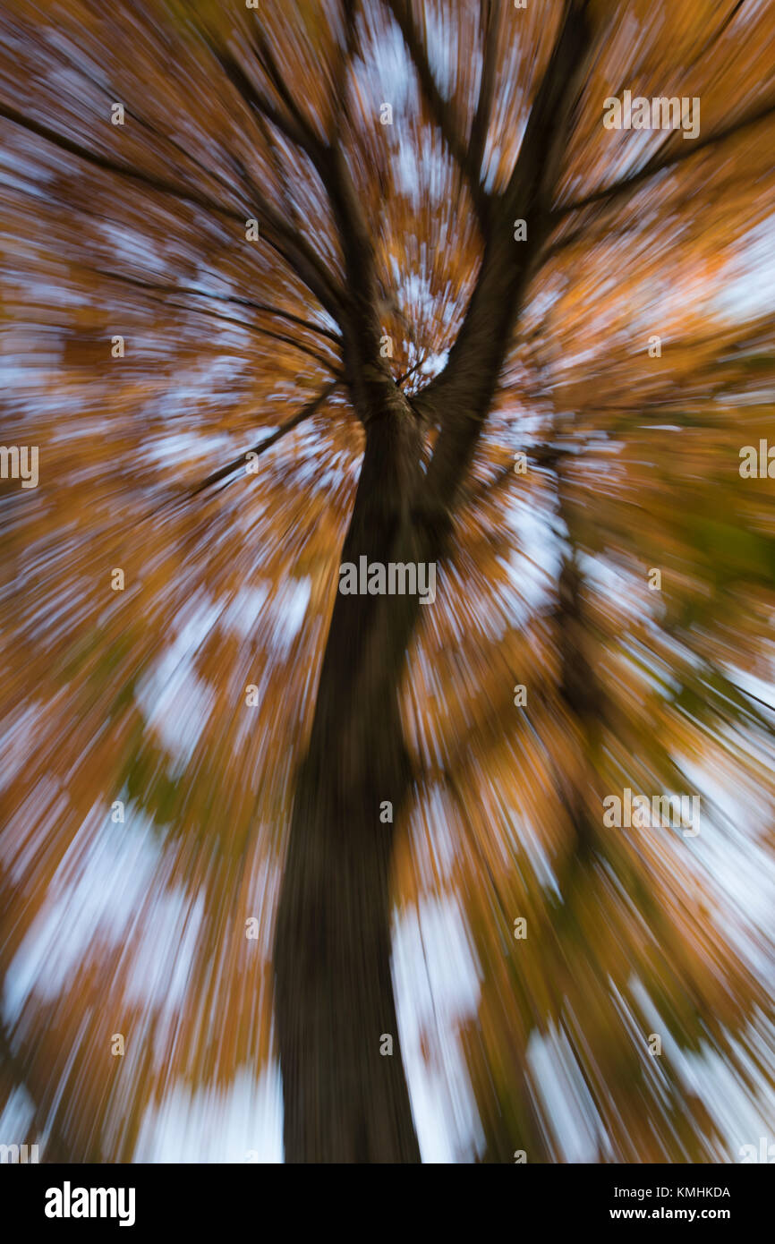 Autumn Tree Trunk Zoom Abstract Stock Photo - Alamy