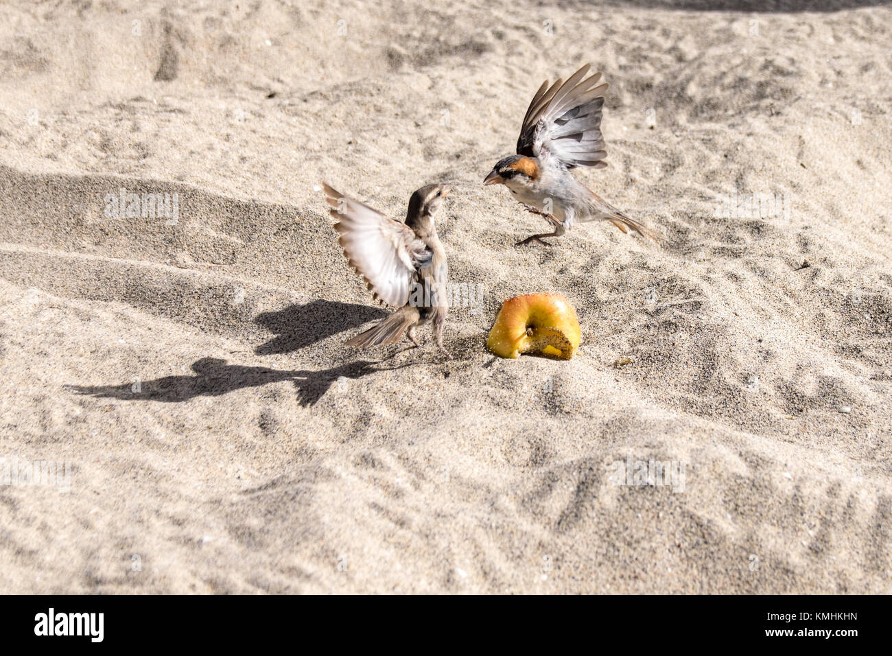 Sparrow pair fighting over discarded apple core Stock Photo - Alamy
