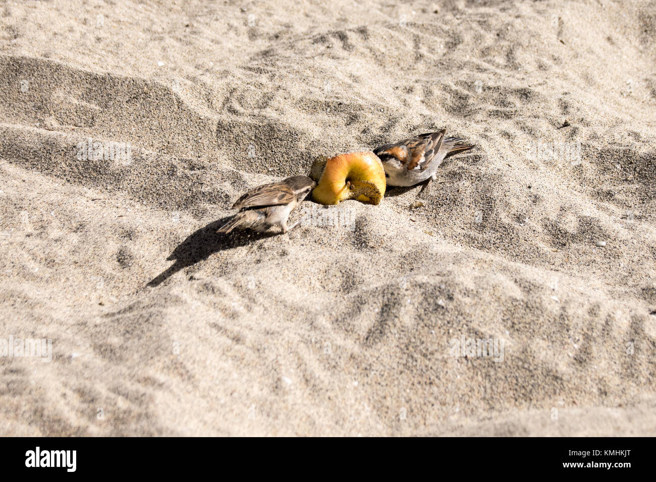 Sparrow pair fighting over discarded apple core Stock Photo - Alamy