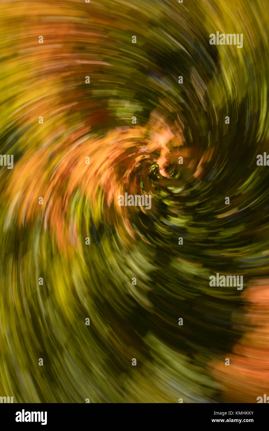 Spiral tree hi-res stock photography and images - Alamy