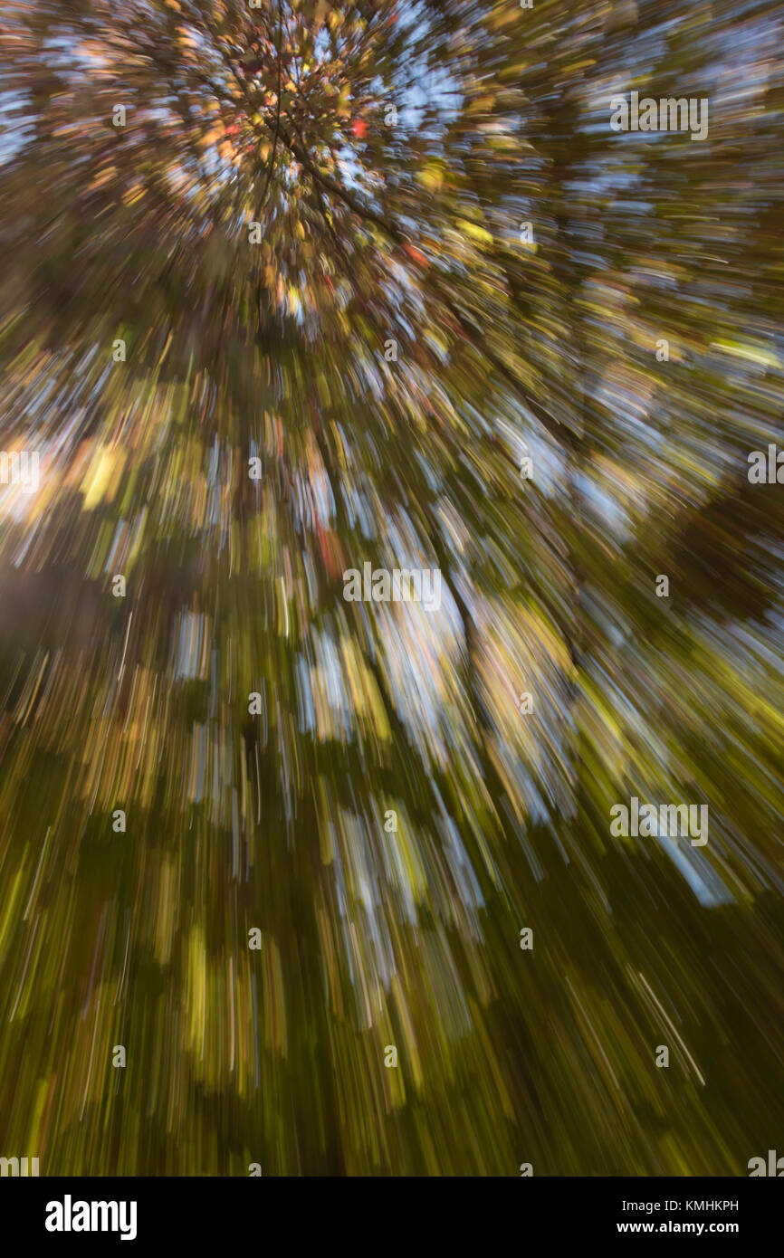 Looking Up Zoom In of a Tree in Autumn Stock Photo - Alamy