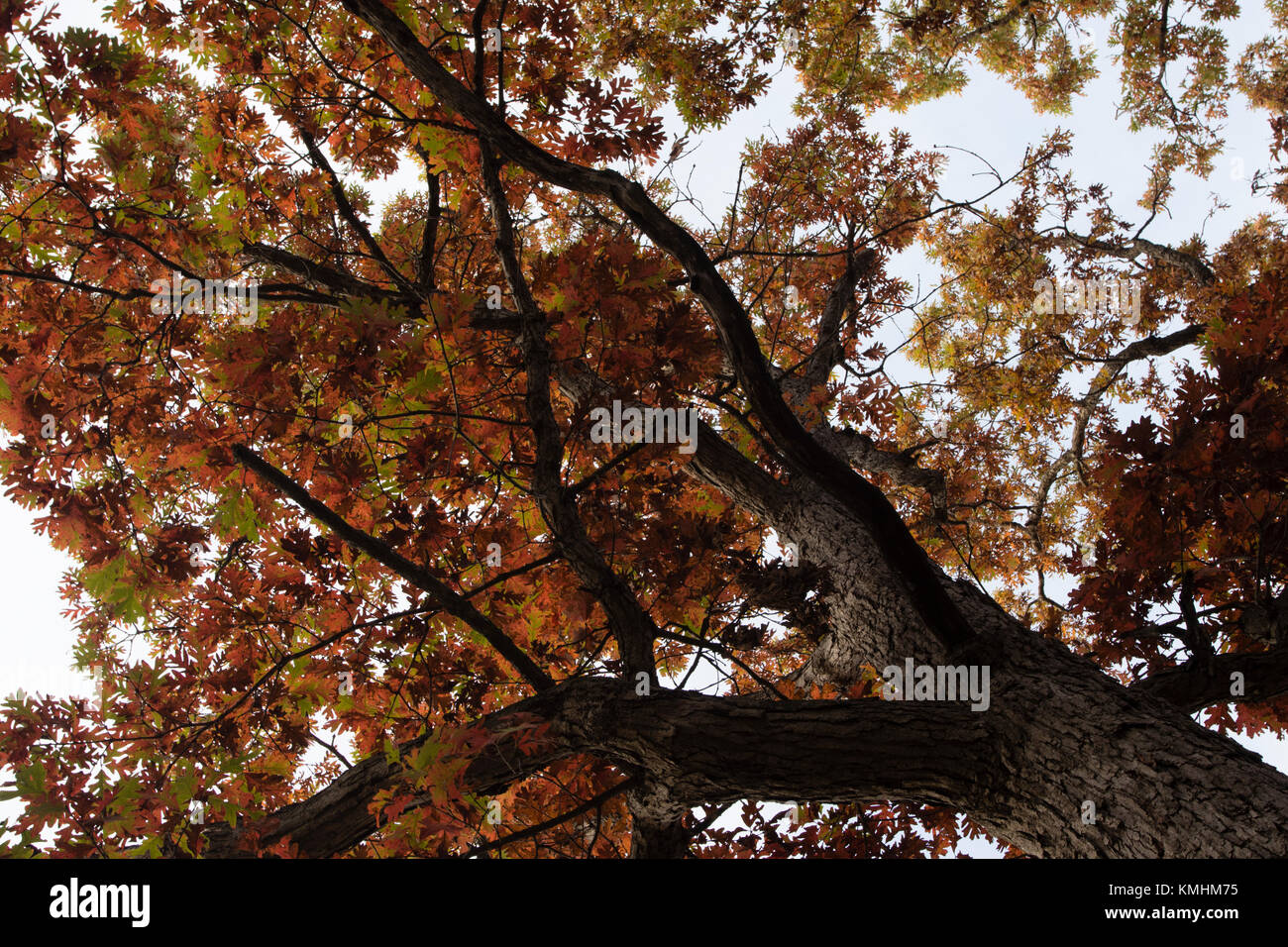 Oak Tree Branch During Autumn at Kettle Moraine State Forest Stock ...
