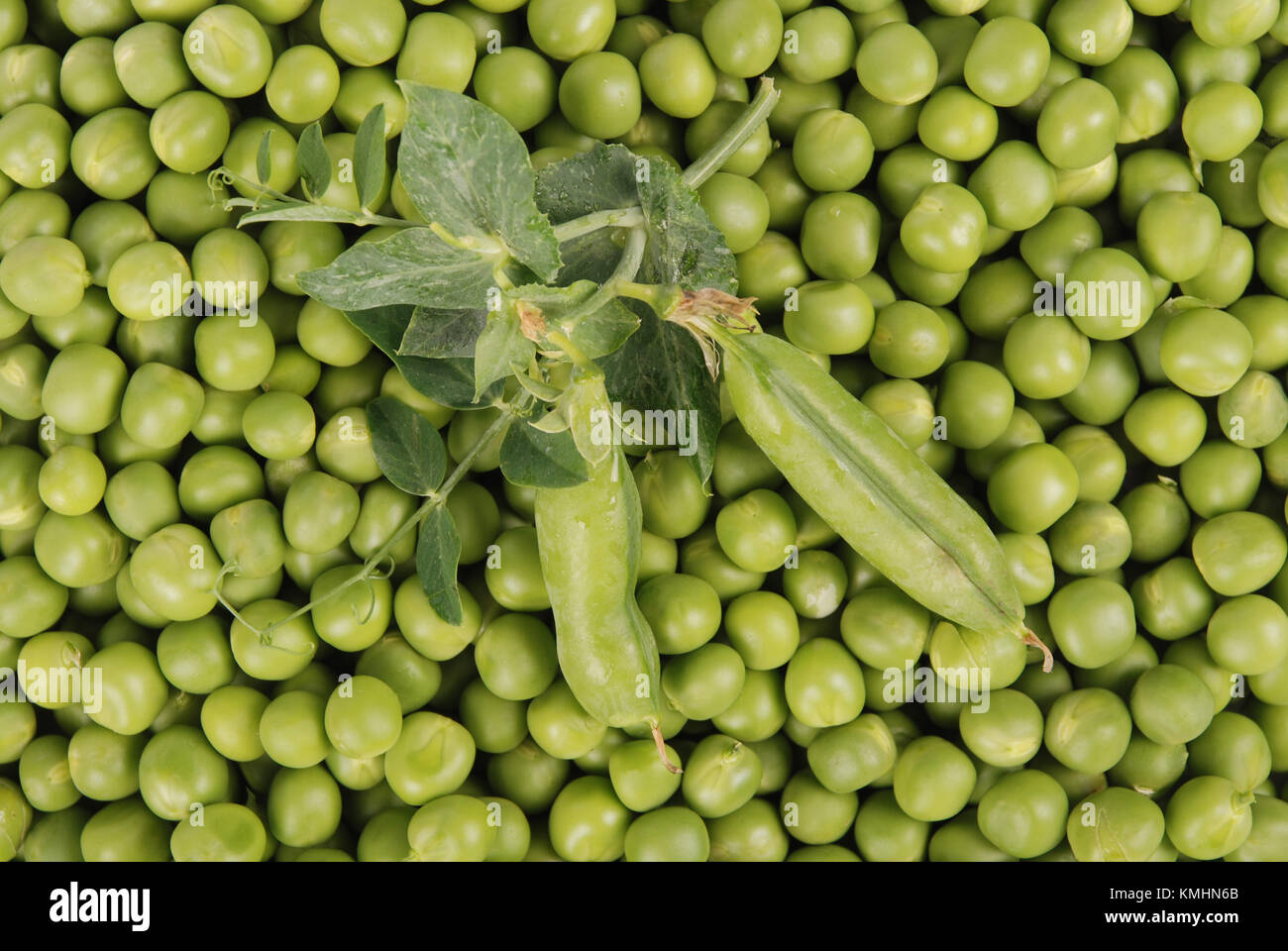 Peas green color food agriculture fresh texture photo stock Stock Photo ...