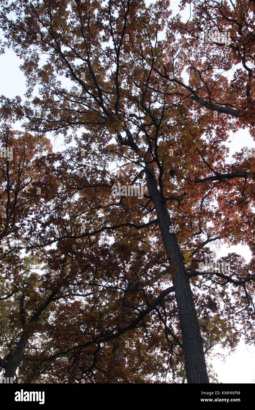 Looking Up at Towering Oak Tree in the Kettle Moraine Forest in ...