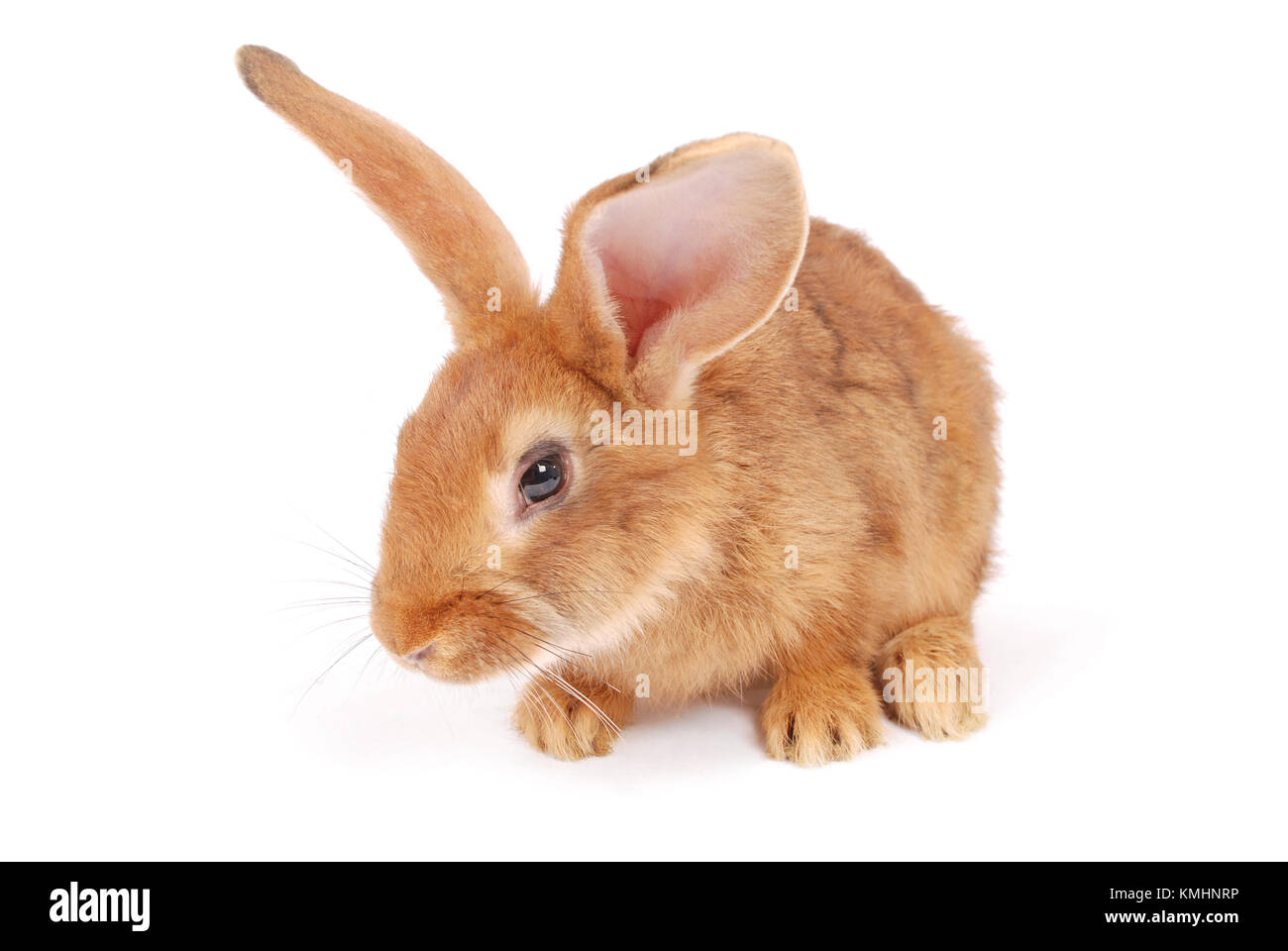 Little orange rabbit isolated on white background Stock Photo - Alamy