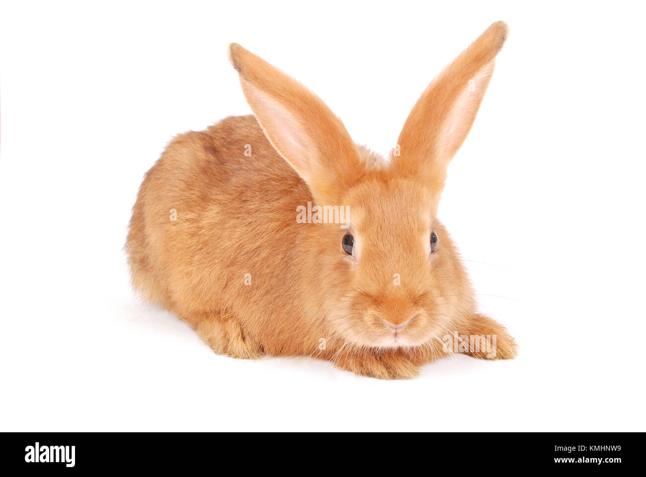 Little orange rabbit isolated on white background Stock Photo - Alamy
