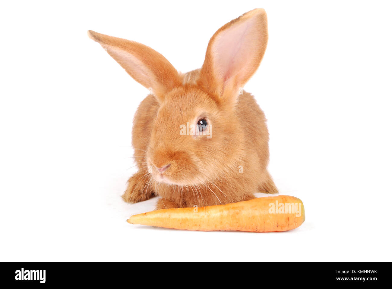 Little orange rabbit isolated on white background Stock Photo - Alamy