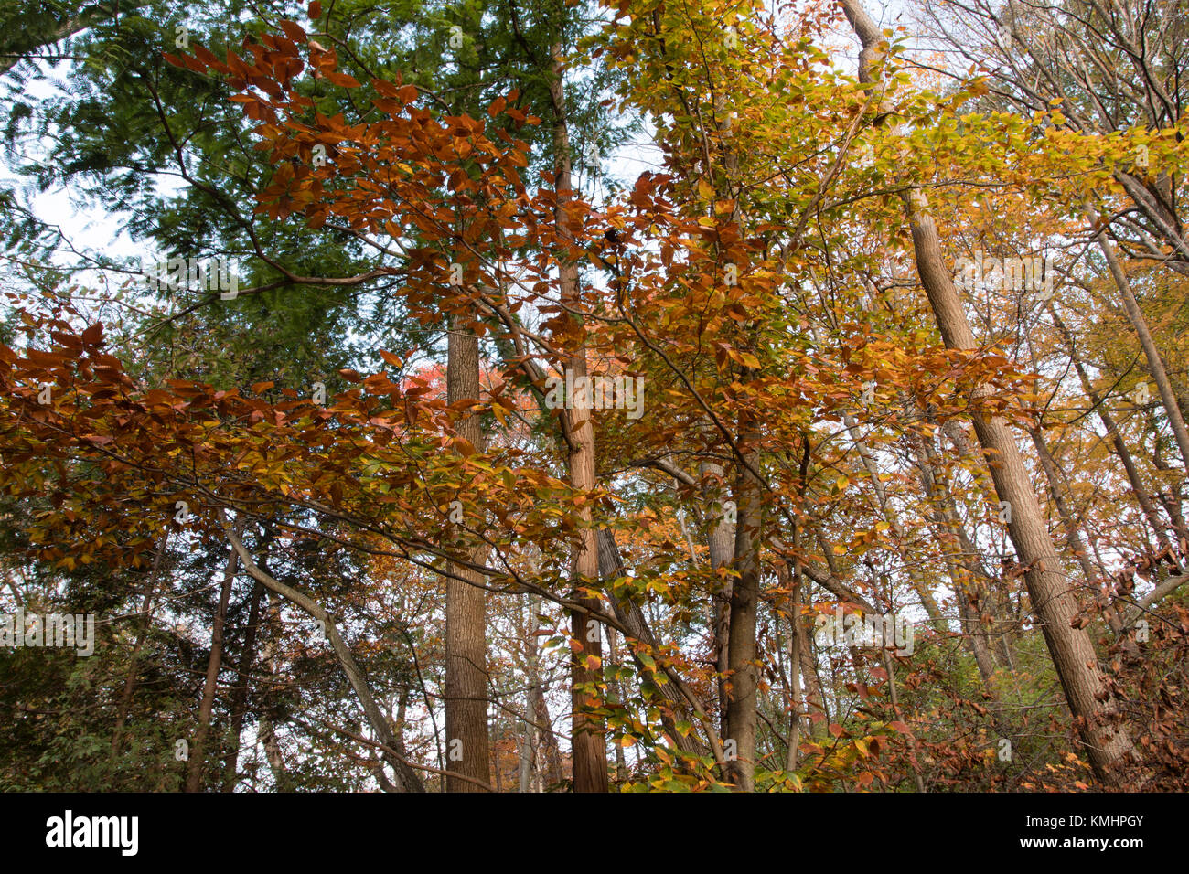 Various Trees in Autumn Stock Photo - Alamy