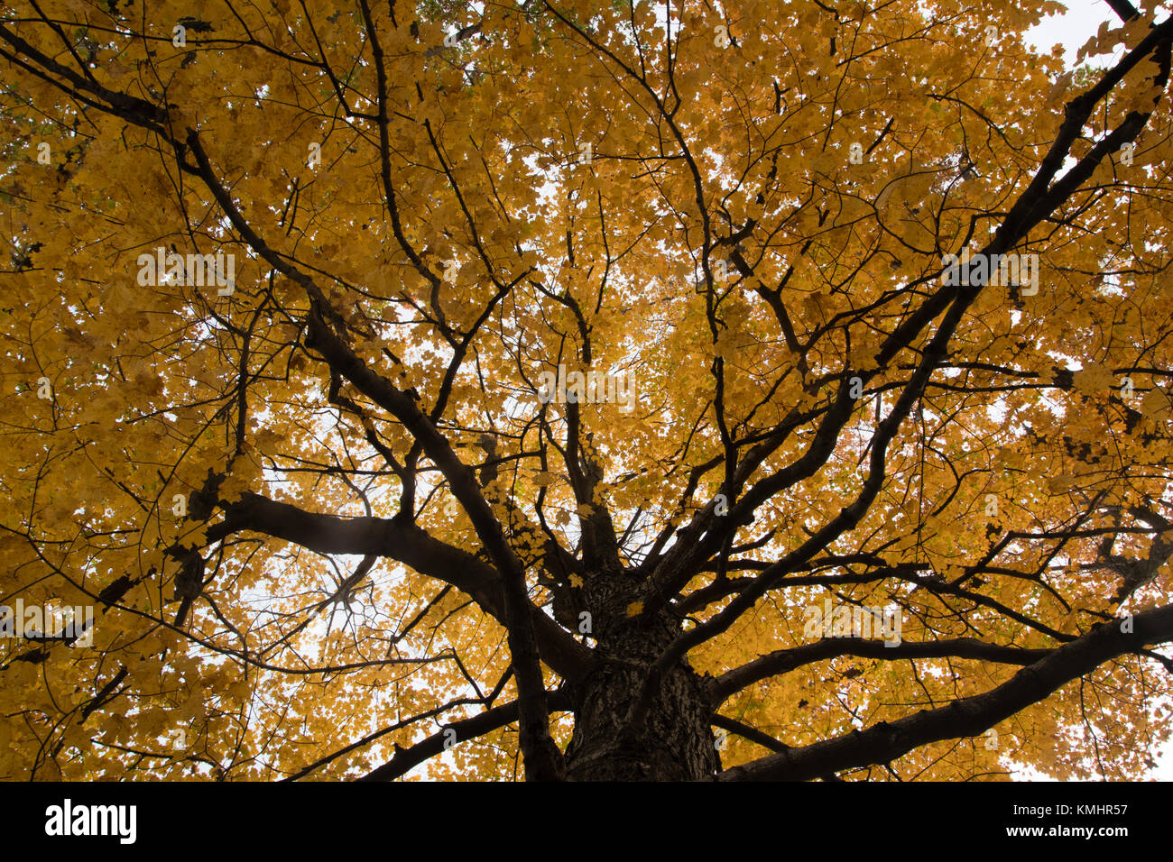 Looking Up at a Maple Tree During Autumn in Wisconsin Stock Photo - Alamy