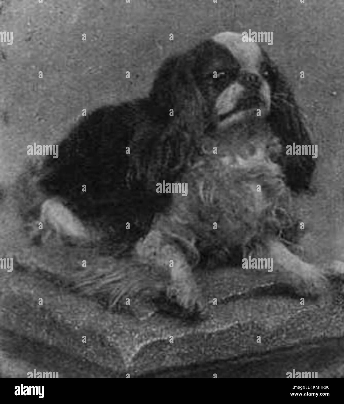 The Blenheim Spaniel, recognized for its distinct coat and friendly ...