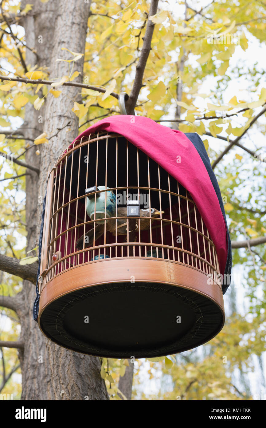 A birdcage hanging in a gingko tree, a blackbird in a cage Stock Photo ...