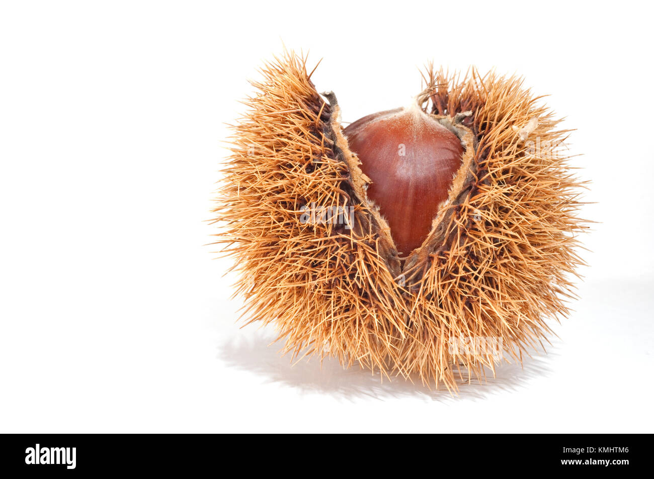 Chesnuts hi-res stock photography and images - Alamy