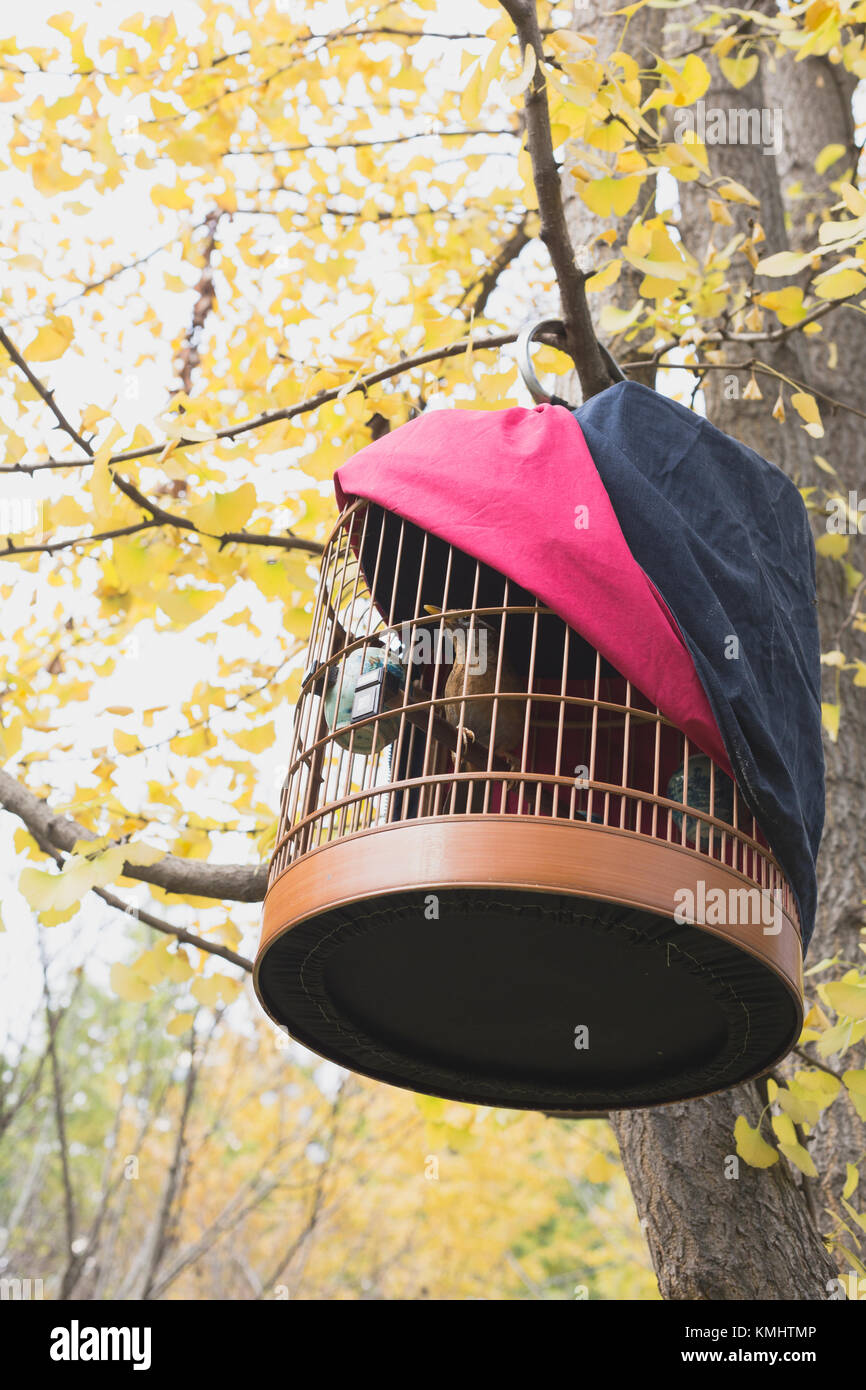 A birdcage hanging in a gingko tree, a blackbird in a cage Stock Photo ...