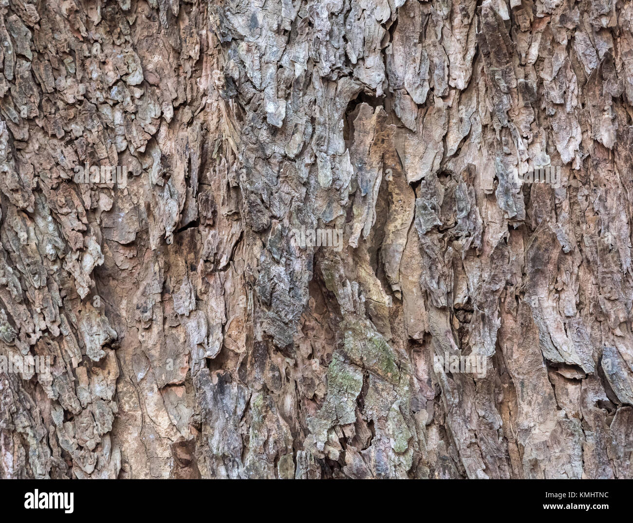 Bark pattern of the large trunk tree in the national park Stock Photo ...