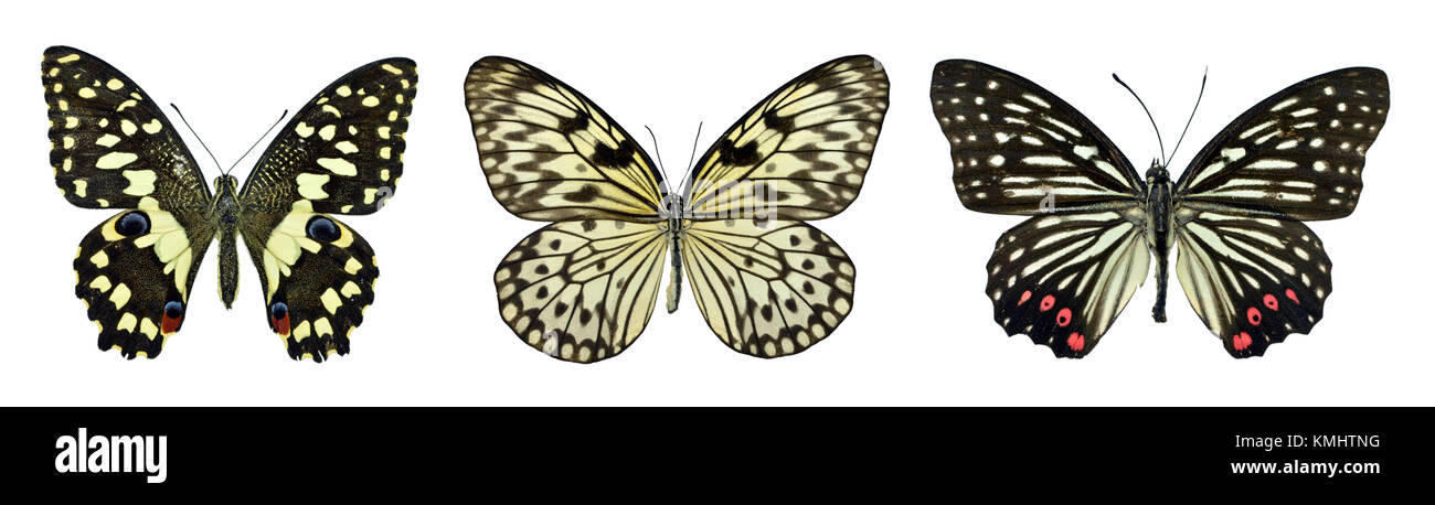 Collection of beautiful exotic colorful butterflies isolated on white ...