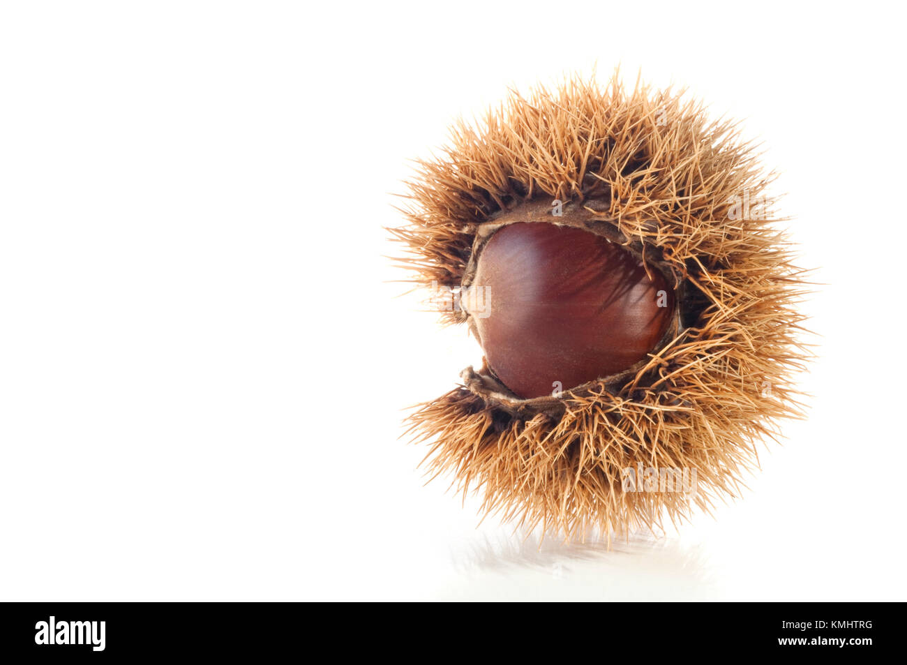 Chestnuts Seed in Fruit Casing Stock Photo - Alamy