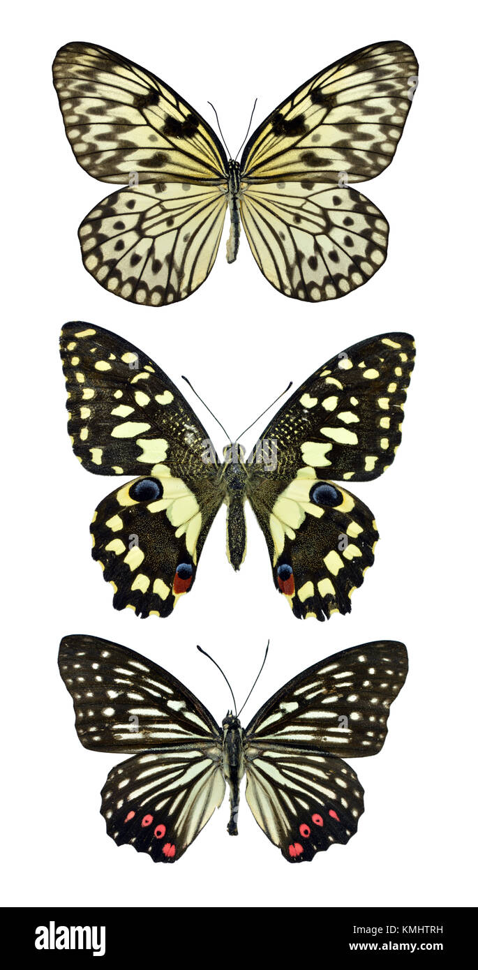 Collection of beautiful exotic colorful butterflies isolated on white ...