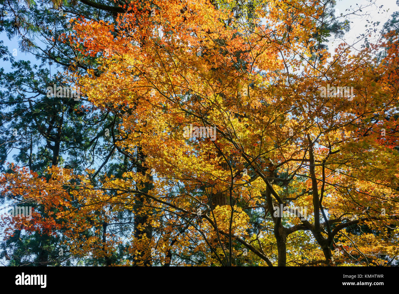 Enryaku ji hi-res stock photography and images - Alamy