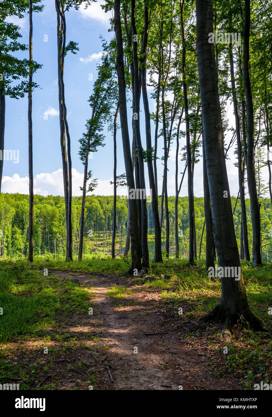 path through forest with tall trees. lovely summer scenery Stock Photo ...