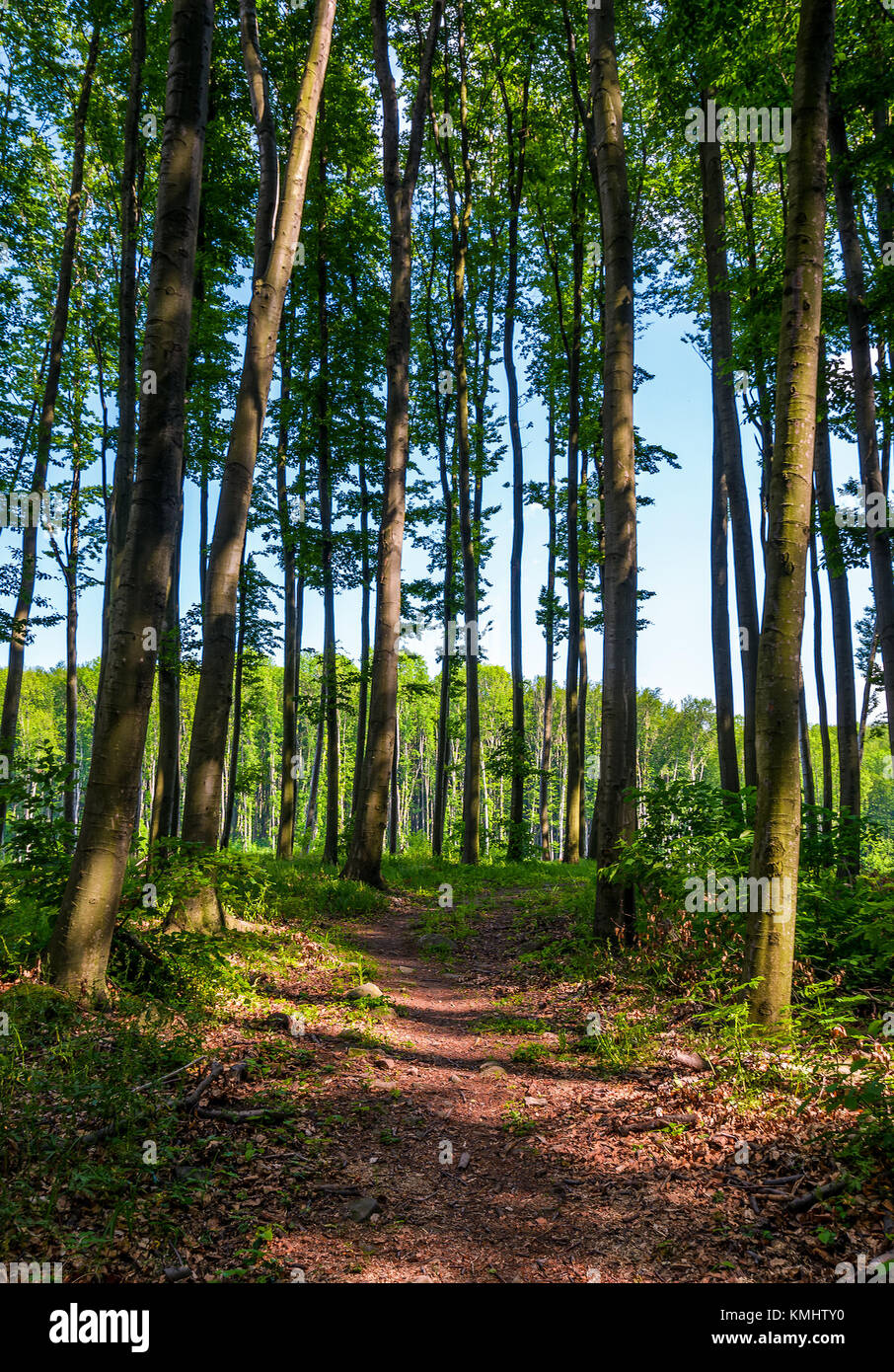 path through forest with tall trees. lovely summer scenery Stock Photo ...