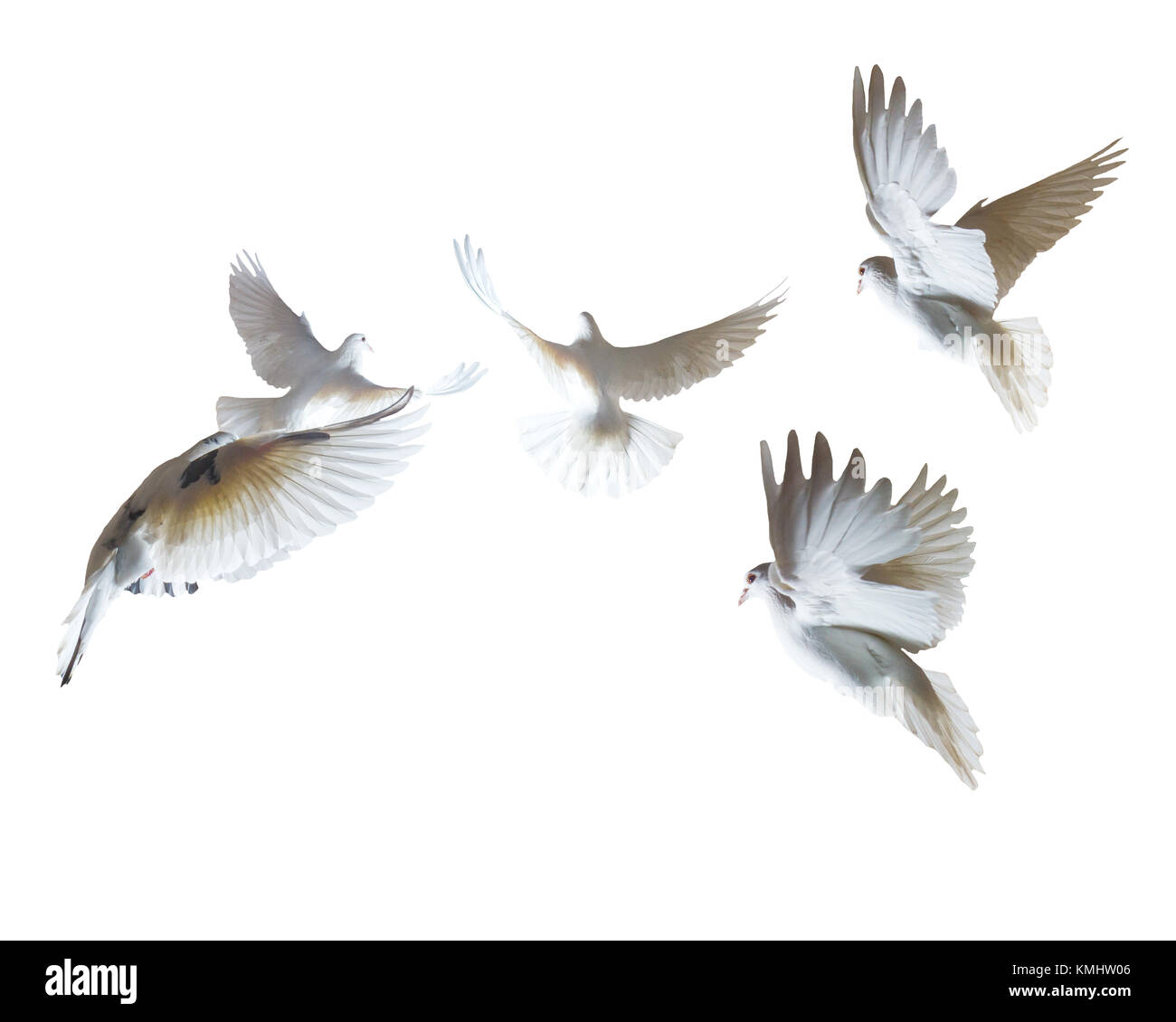 Pigeon cover Cut Out Stock Images & Pictures - Alamy