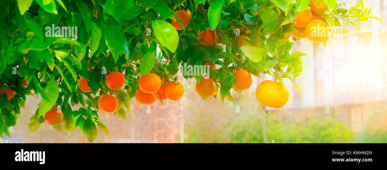 ripe mandarin tree branch on a city background. Long wide banner Stock ...