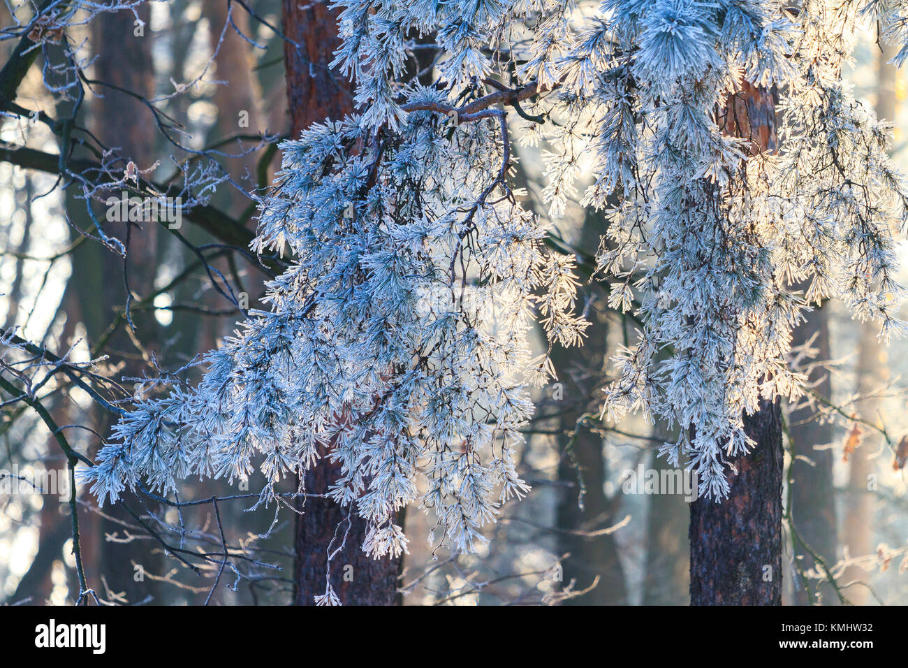 morning begins in the woods , winter period Stock Photo - Alamy