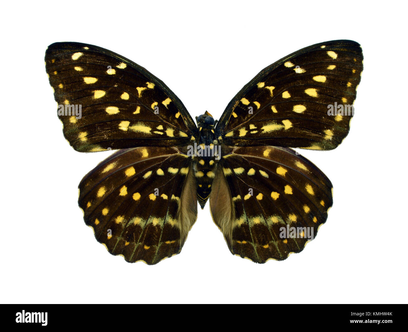 Beautiful exotic colorful Lexias Pardalis (female) butterfly isolated ...
