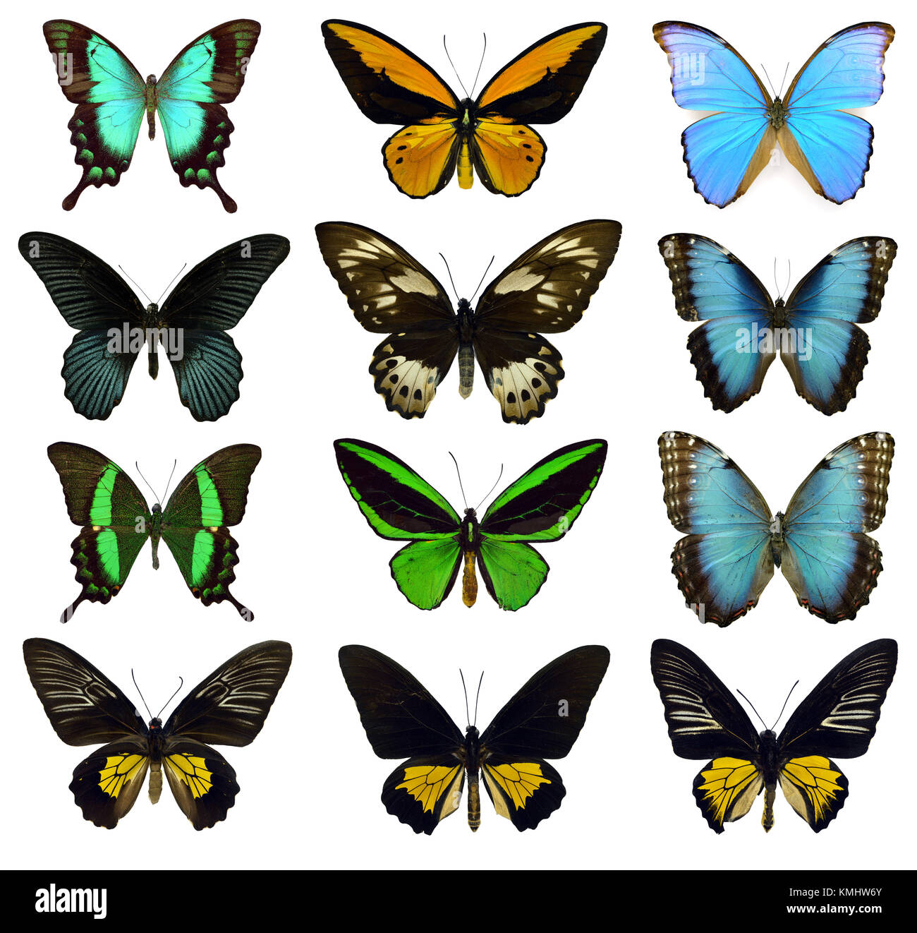 Collection of beautiful exotic colorful butterflies isolated on white ...