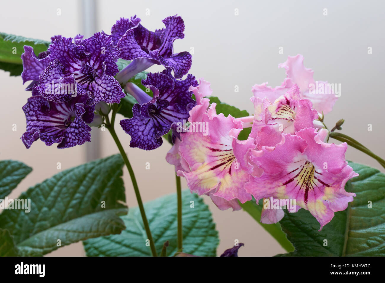 One violet and one pink flower of streptocarpus Stock Photo - Alamy