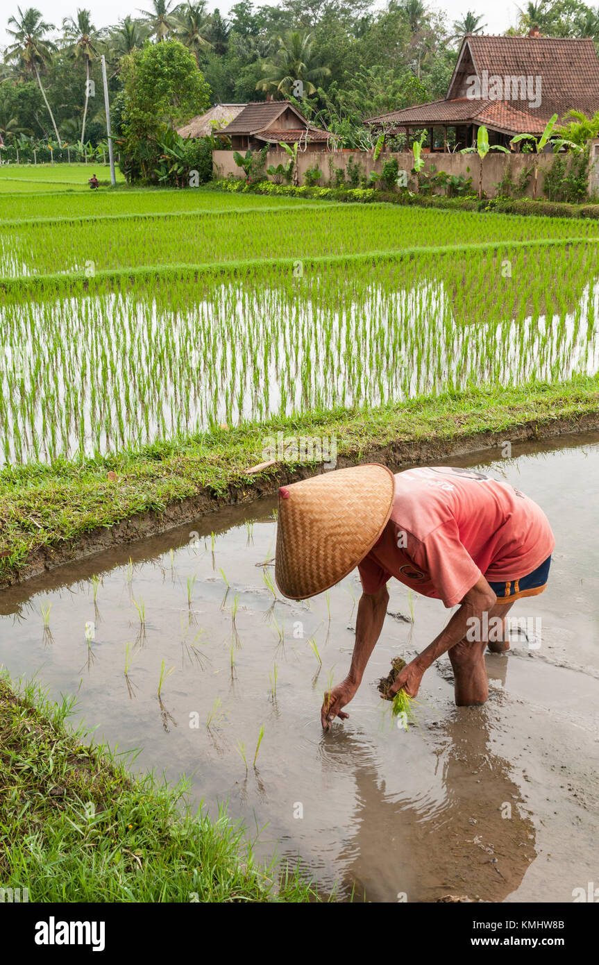 Farmer planting rice in the rice fields surrounding Ubud, central Bali ...