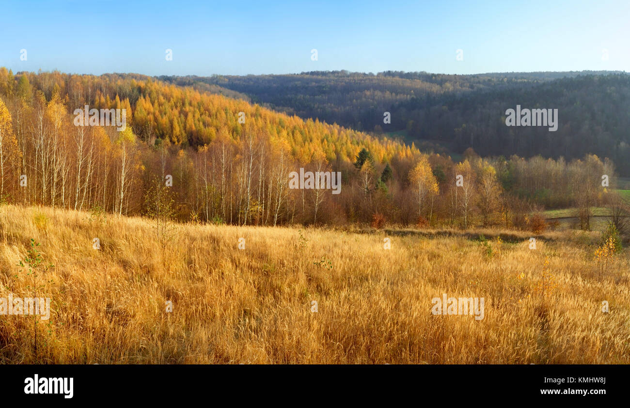 Roztocze region - larch forest Stock Photo - Alamy