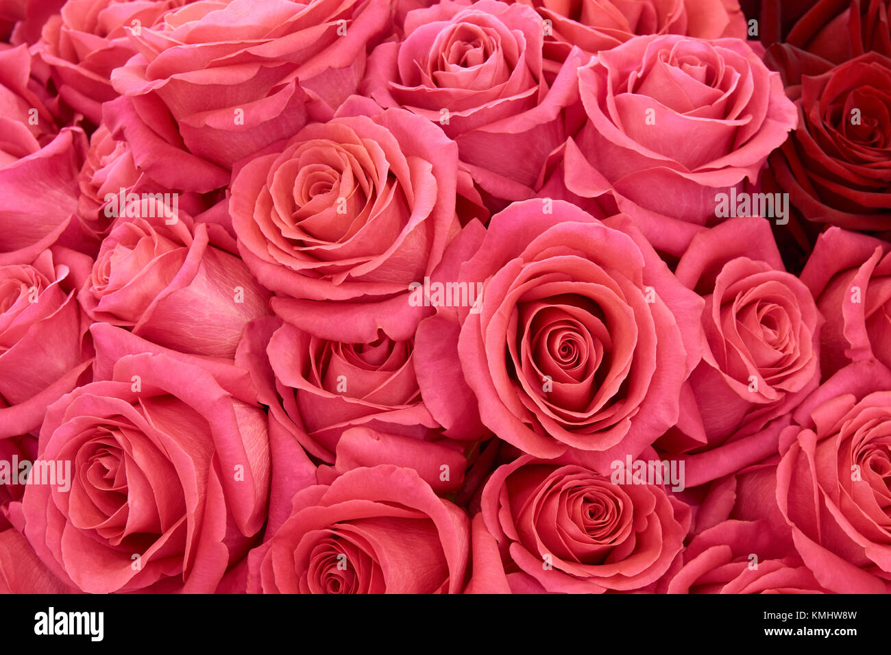 Bunch of pink roses as beautiful floral background Stock Photo - Alamy